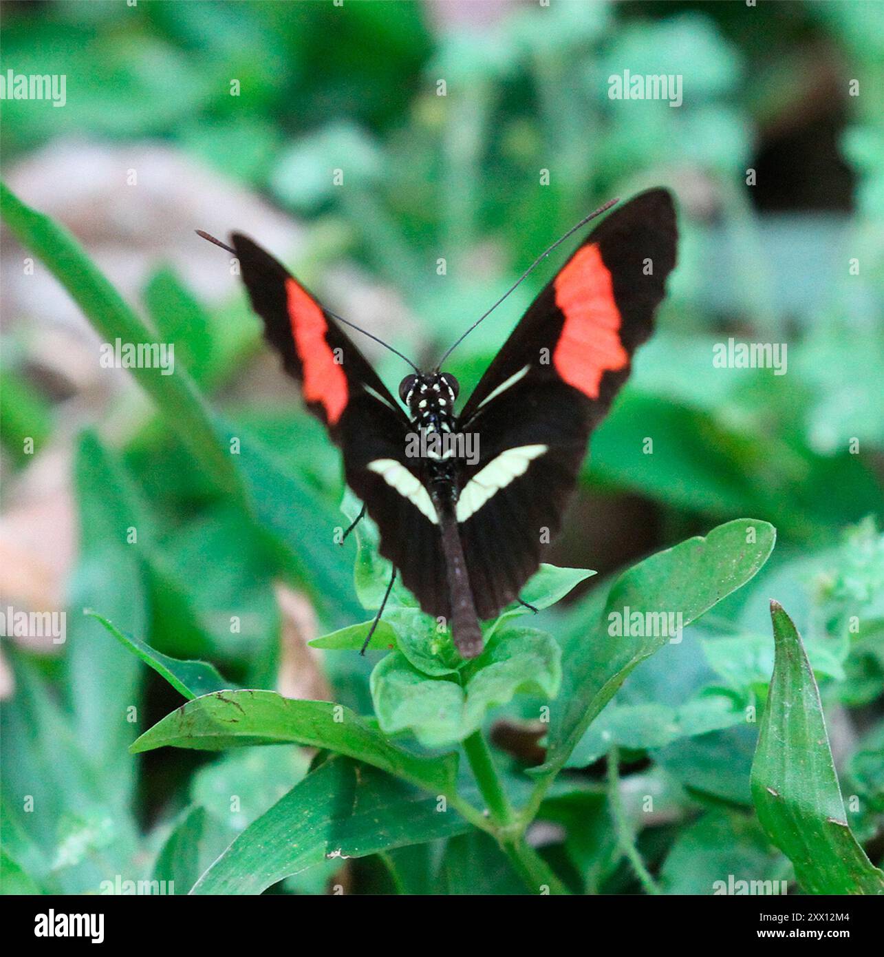 Red Postman (Heliconius erato) Insecta Stock Photo - Alamy