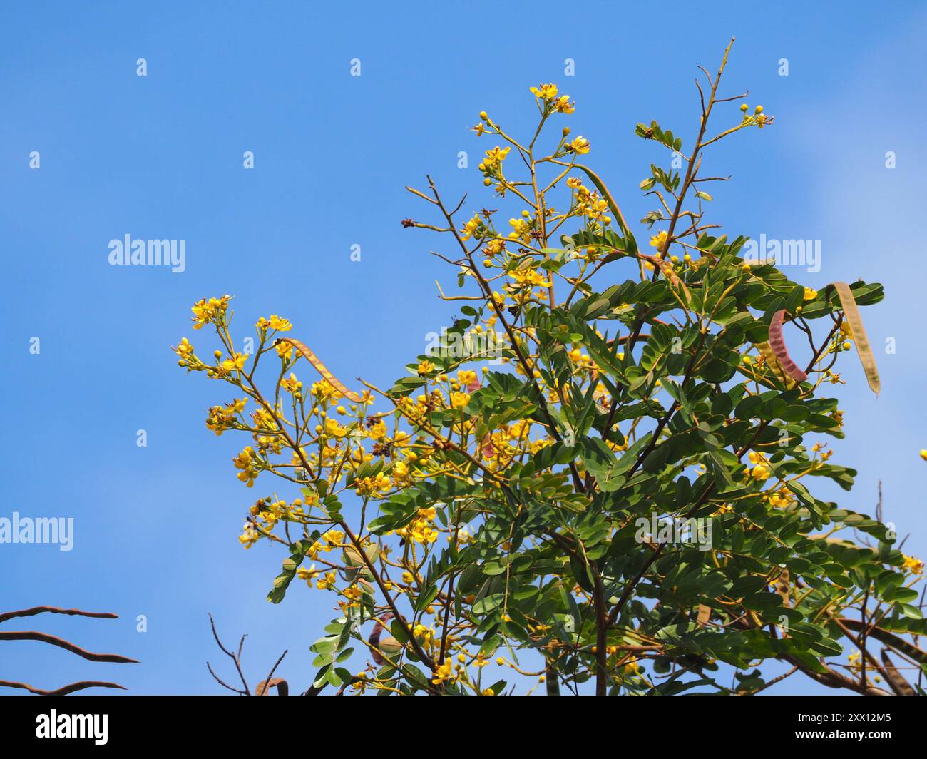 Senna siamea hi-res stock photography and images - Alamy