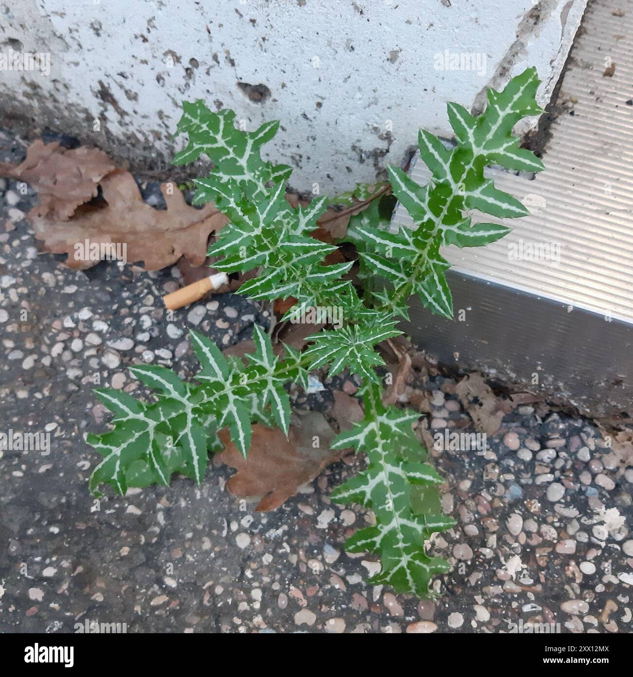 Boar Thistle (Galactites tomentosus) Plantae Stock Photo - Alamy