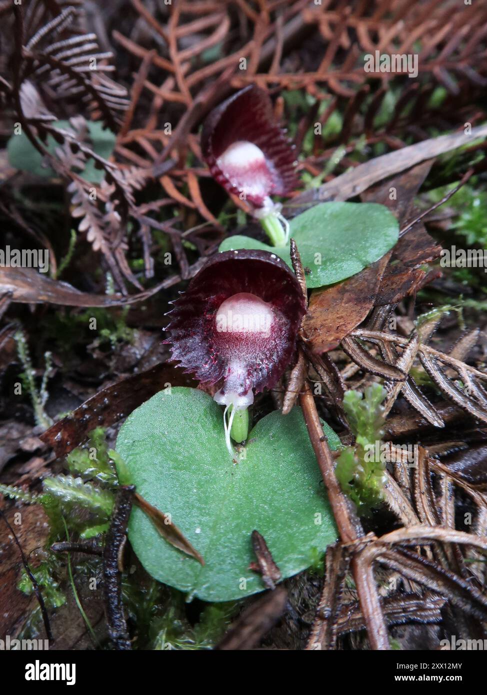 veined helmet-orchid (Corybas diemenicus) Plantae Stock Photo - Alamy