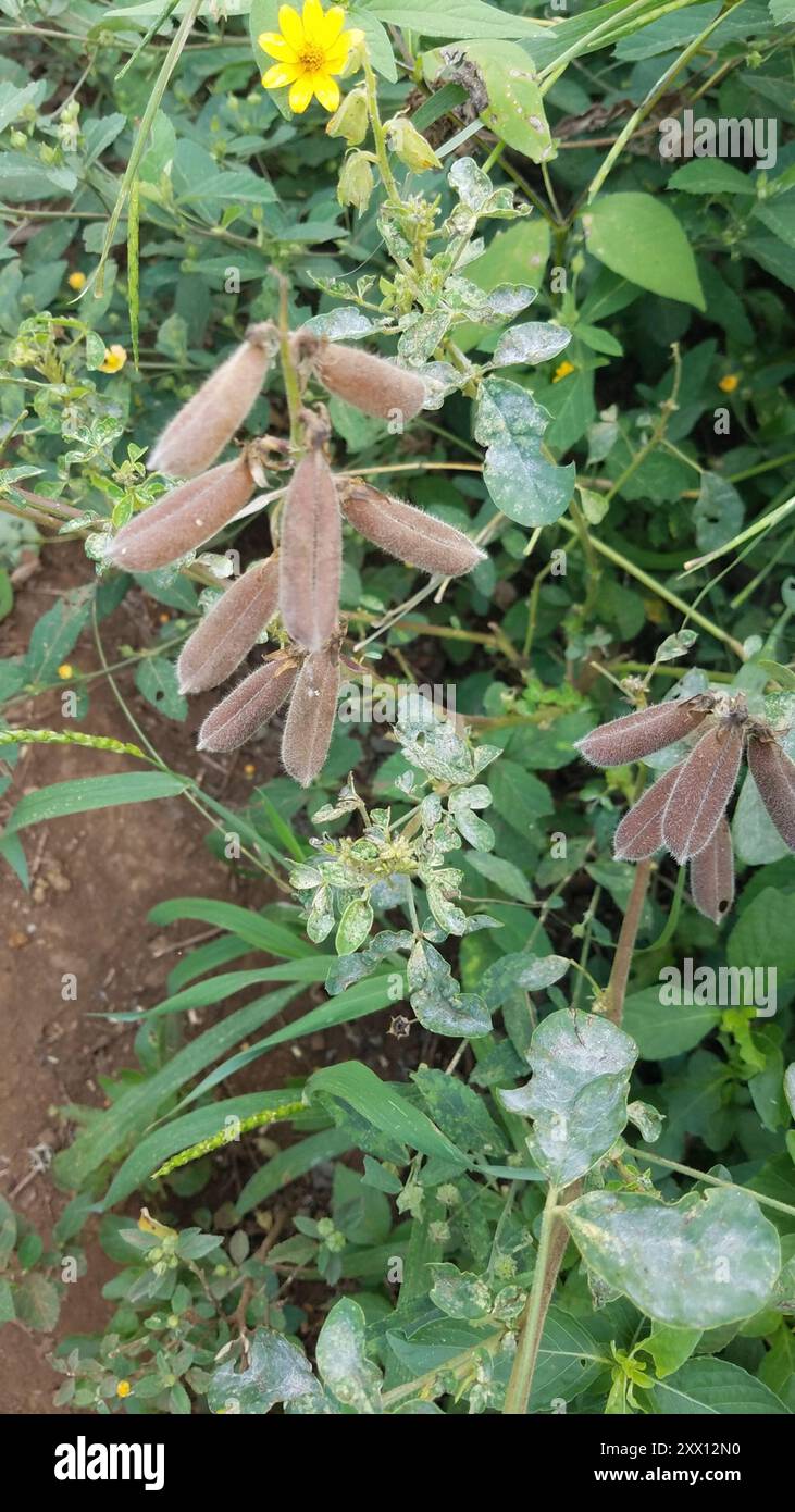 Rattlepods (Crotalaria) Plantae Stock Photo - Alamy