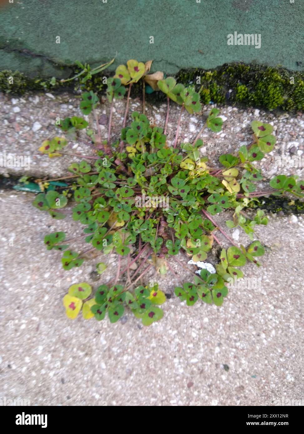 Spotted medick (Medicago arabica) Plantae Stock Photo - Alamy
