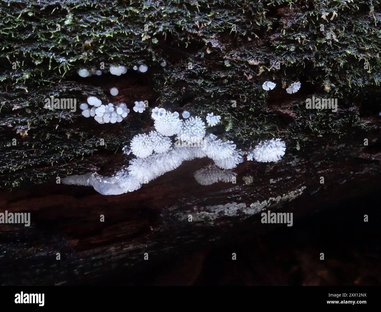 Honeycomb Coral Slime Mold (Ceratiomyxa fruticulosa) Protozoa Stock ...