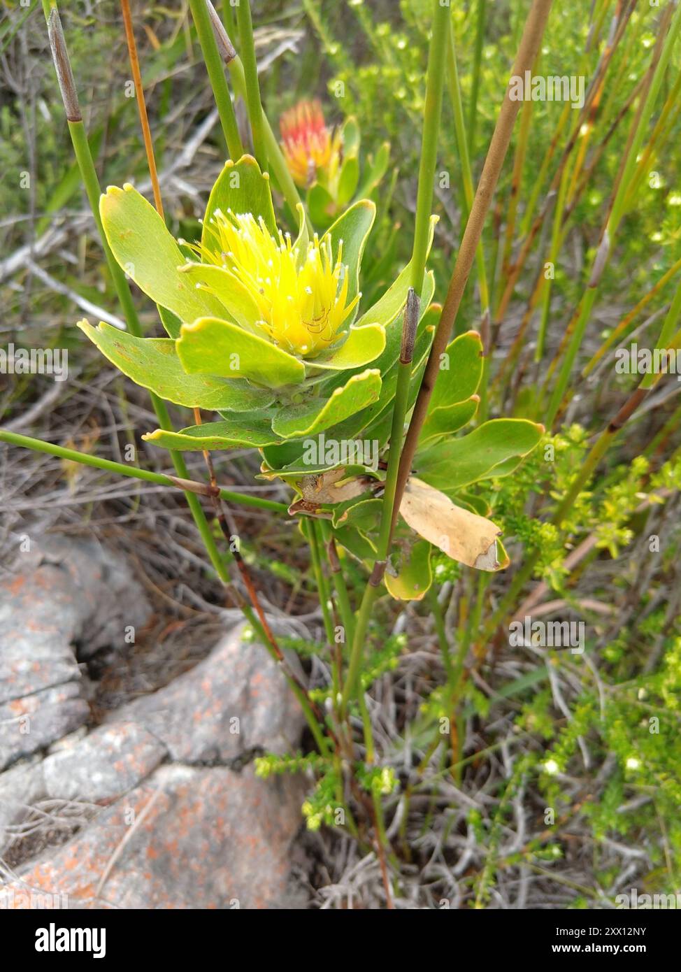 Oleifolium hi-res stock photography and images - Alamy