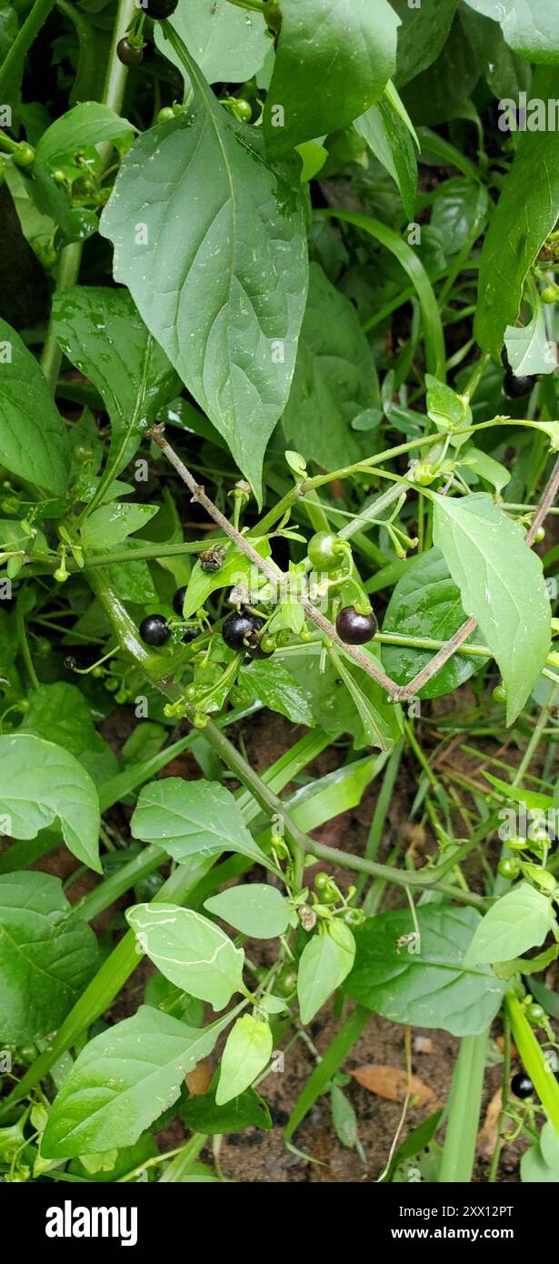 American black nightshade (Solanum americanum) Plantae Stock Photo - Alamy
