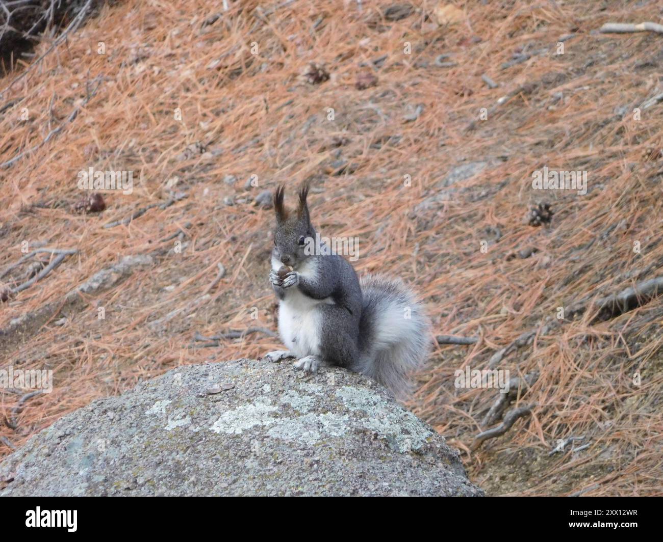 Sciurus aberti aberts hi-res stock photography and images - Alamy