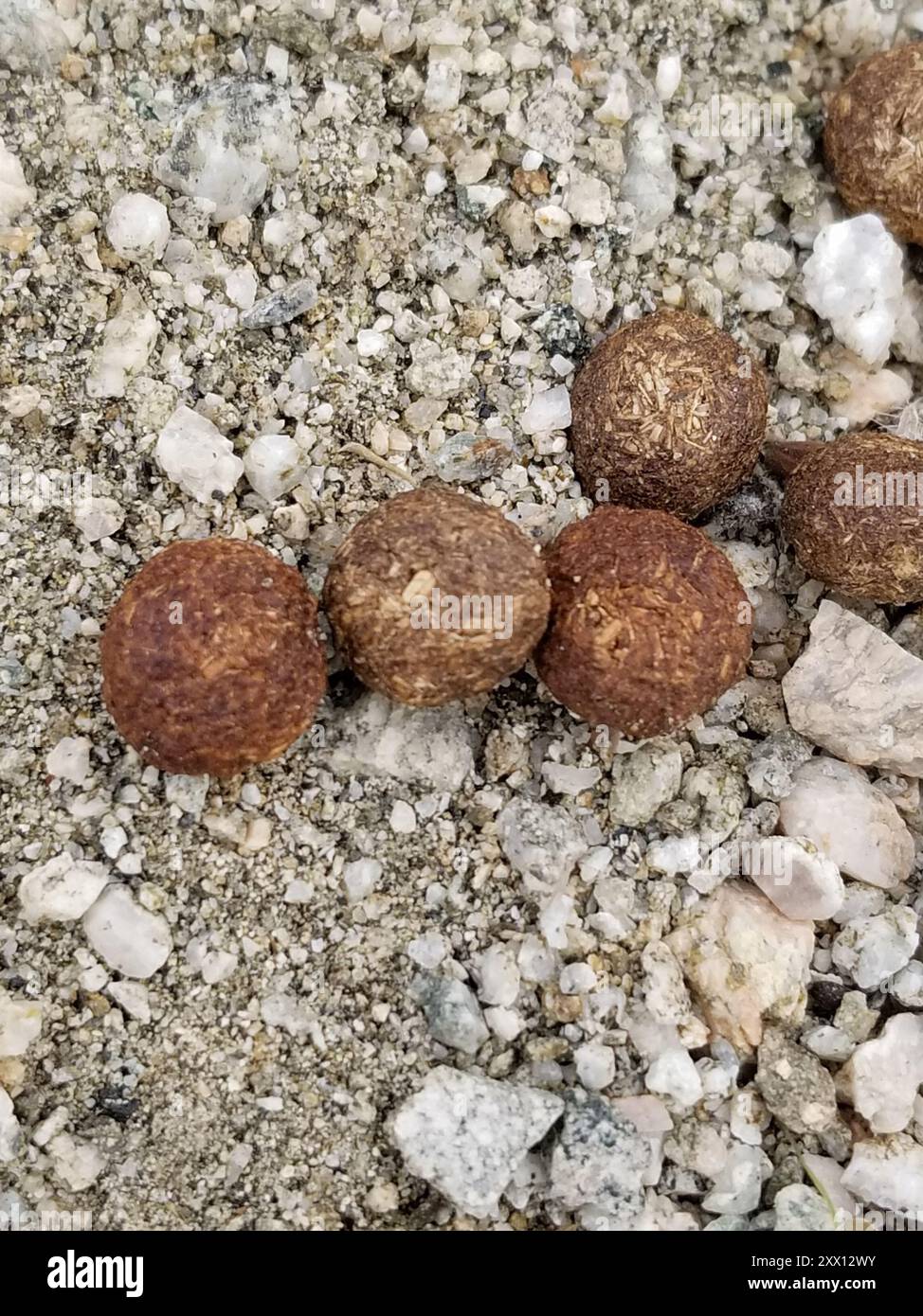 Lagomorphs (Lagomorpha) Mammalia Stock Photo - Alamy