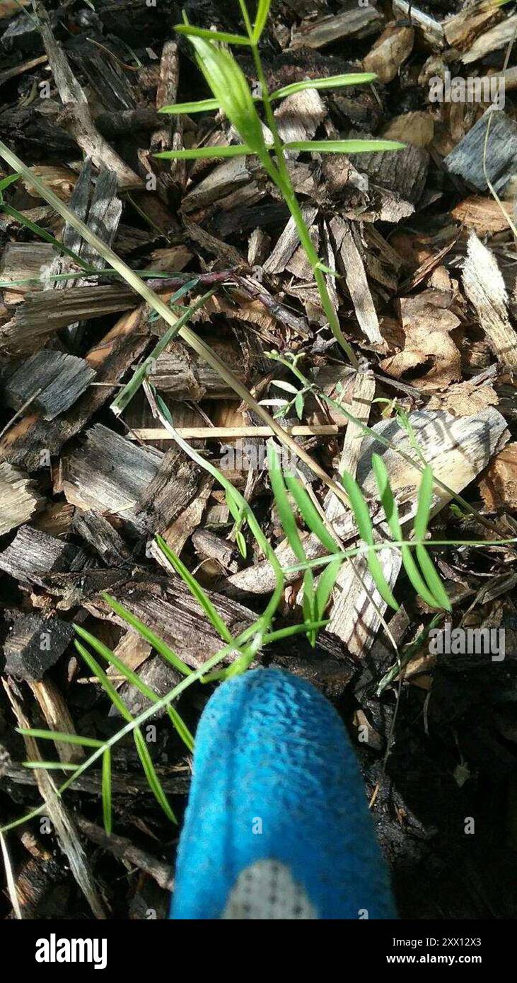 Common Vetch (Vicia sativa) Plantae Stock Photo - Alamy
