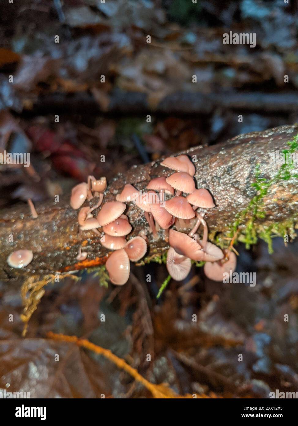 Bleeding Fairy Helmet (Mycena haematopus) Fungi Stock Photo - Alamy