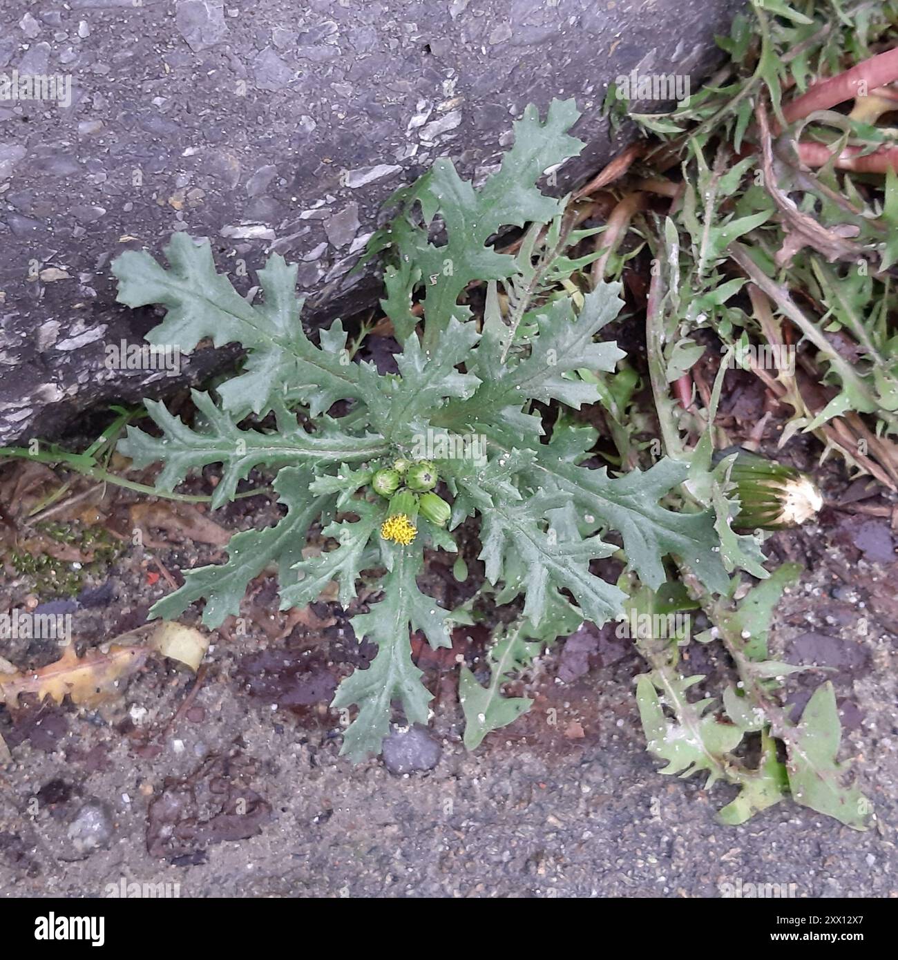 common groundsel (Senecio vulgaris) Plantae Stock Photo - Alamy