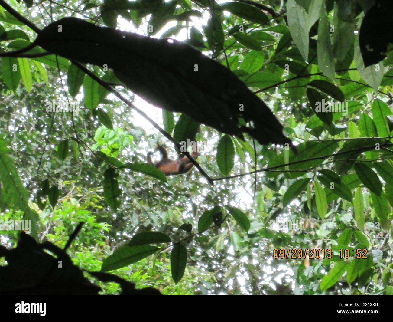 Spider, Howler, and Woolly Monkeys (Atelidae) Mammalia Stock Photo - Alamy