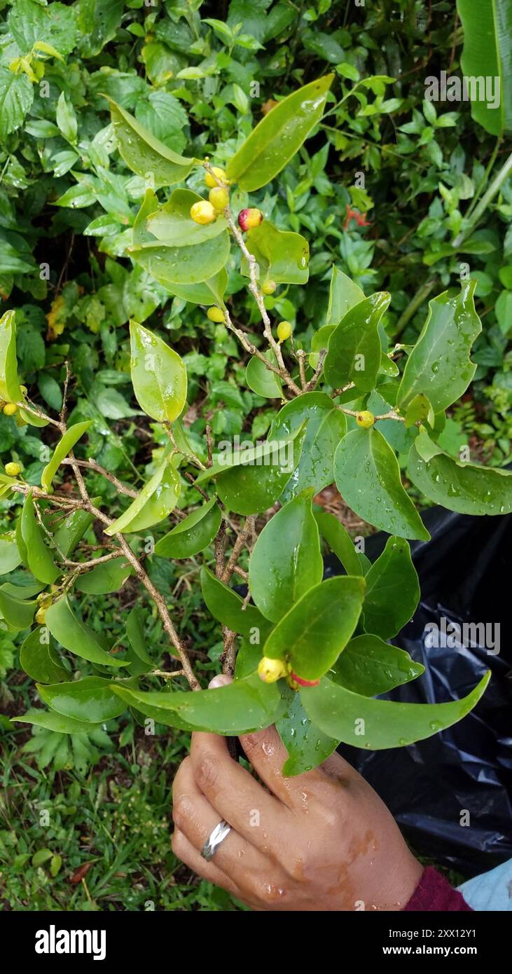 myrtle family (Myrtaceae) Plantae Stock Photo - Alamy
