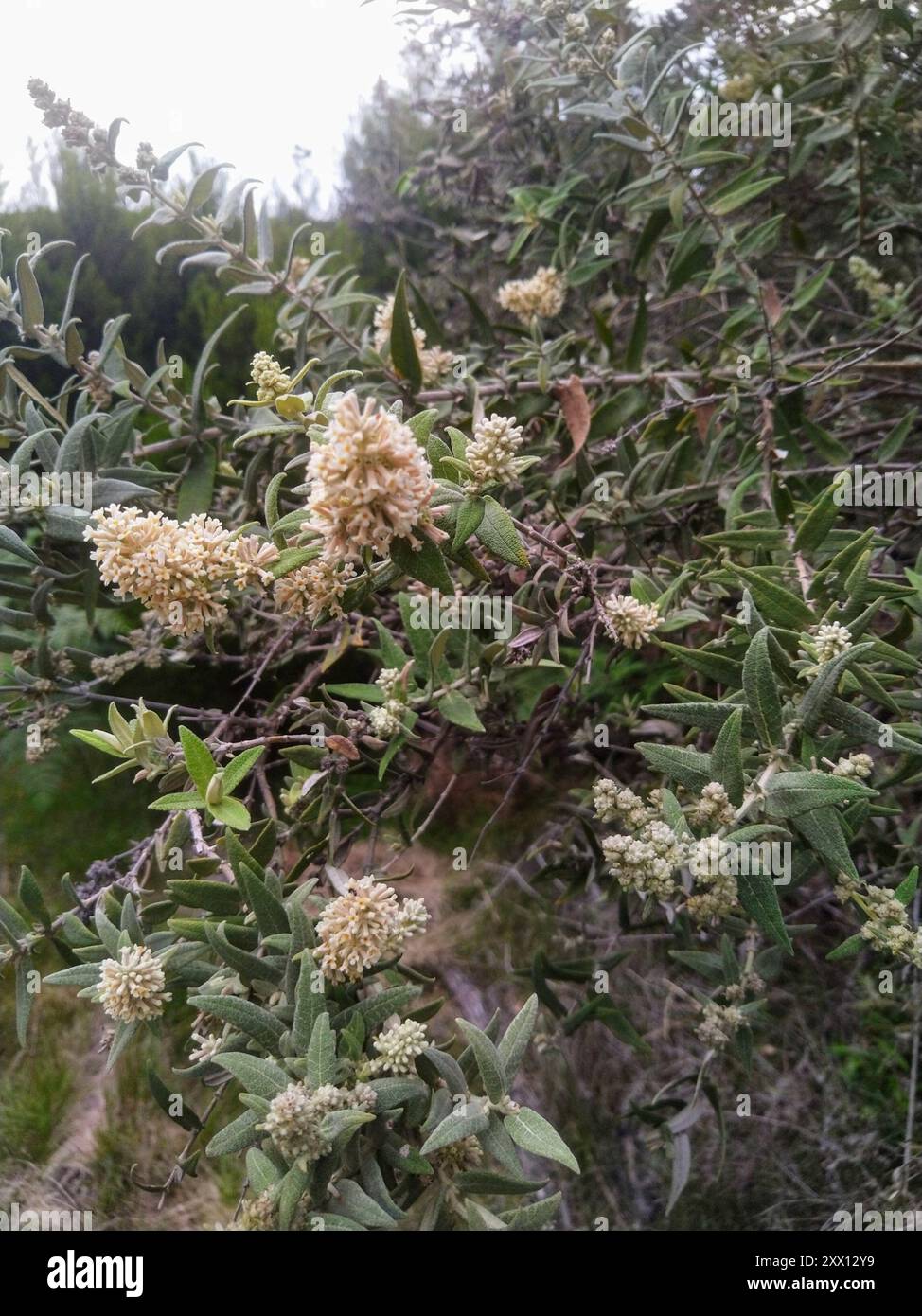Sagewood (Buddleja salviifolia) Plantae Stock Photo - Alamy