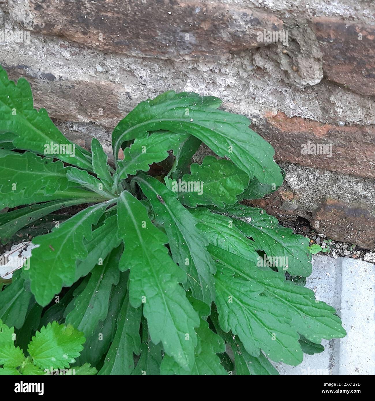 tropical horseweed (Erigeron sumatrensis) Plantae Stock Photo - Alamy