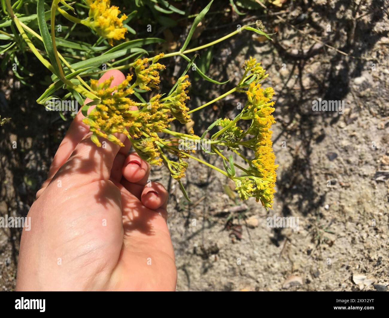 Narrowleaf Yellowtops (Flaveria linearis) Plantae Stock Photo - Alamy