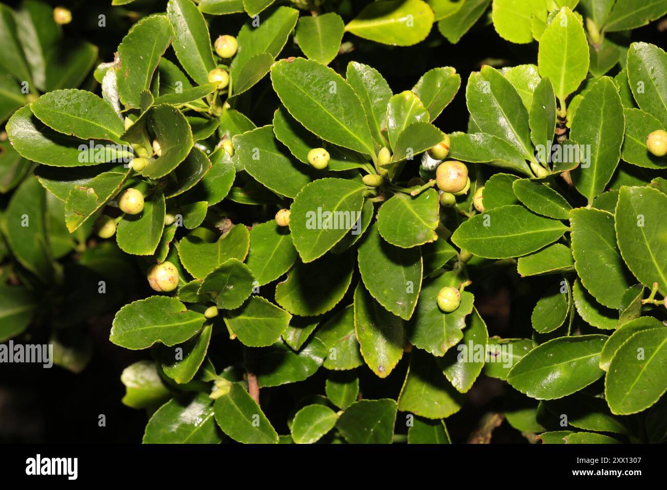 Japanese spindle tree (Euonymus japonicus) Plantae Stock Photo - Alamy