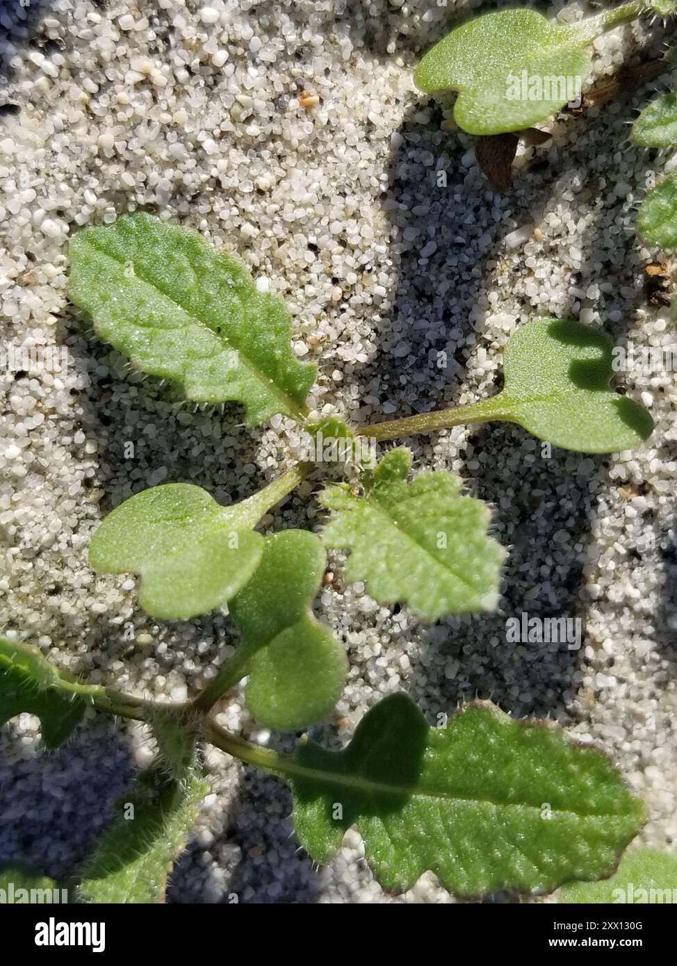 Saharan Mustard (Brassica tournefortii) Plantae Stock Photo - Alamy