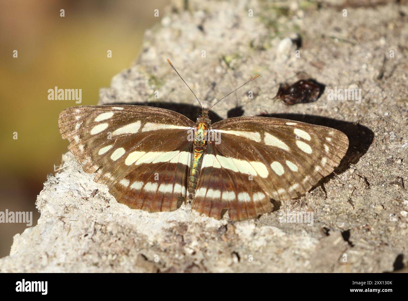 Cream-spotted Sailor (Neptis soma) Insecta Stock Photo - Alamy