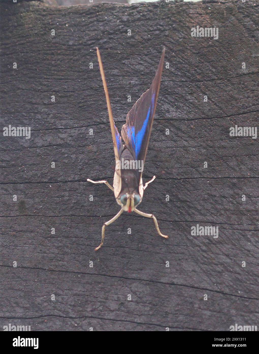 Charaxinae hi-res stock photography and images - Alamy