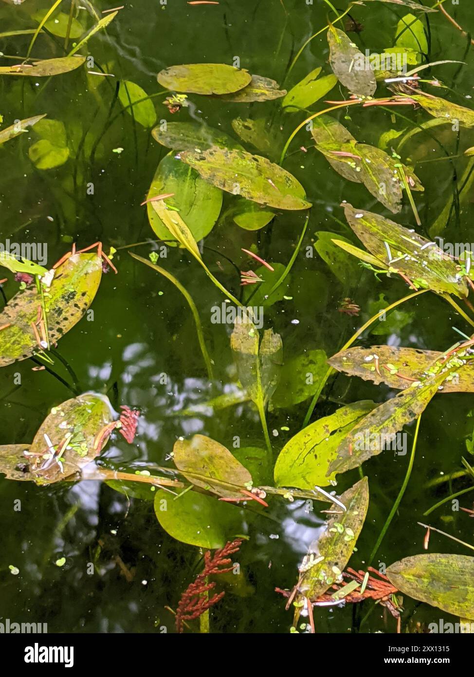 floating-leaved pondweed (Potamogeton natans) Plantae Stock Photo - Alamy