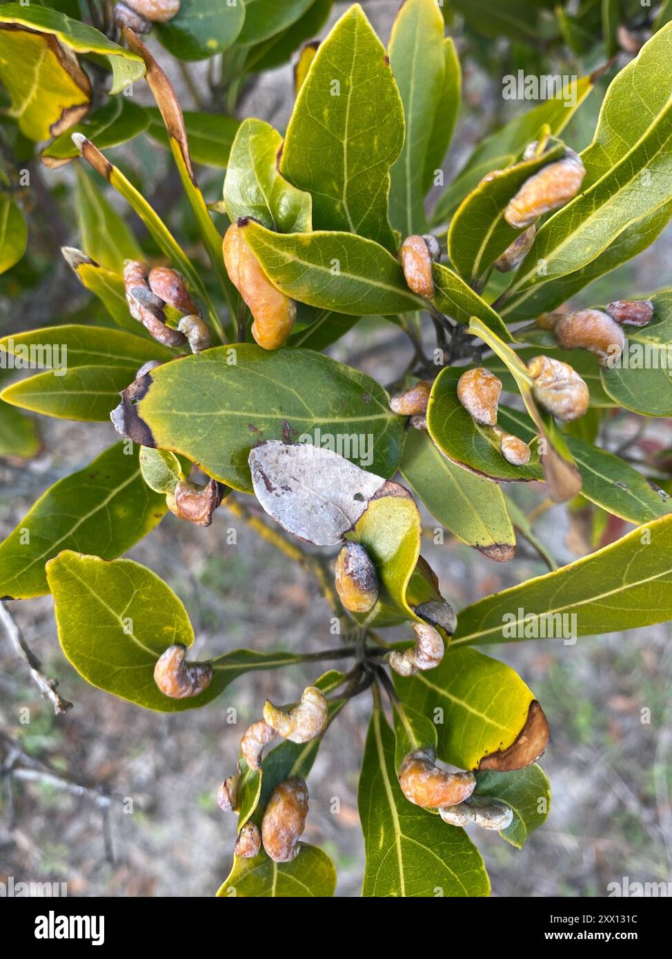 redbay (Persea borbonia) Plantae Stock Photo - Alamy