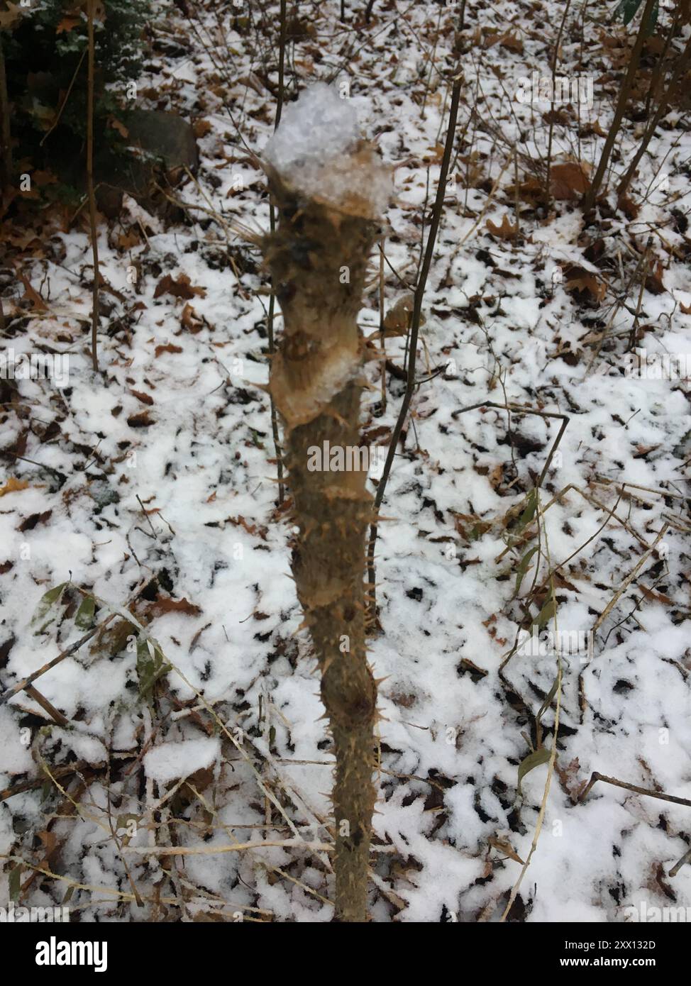 Japanese angelica tree (Aralia elata) Plantae Stock Photo - Alamy