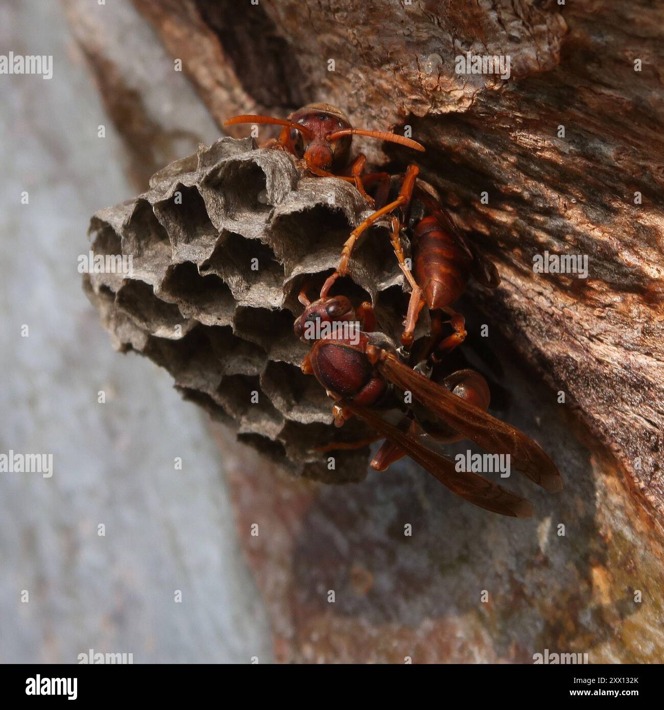 Australian Paper Wasp (Polistes humilis) Insecta Stock Photo - Alamy