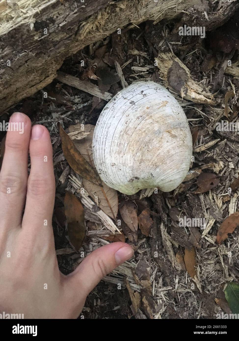 Southern Quahog (Mercenaria campechiensis) Mollusca Stock Photo - Alamy