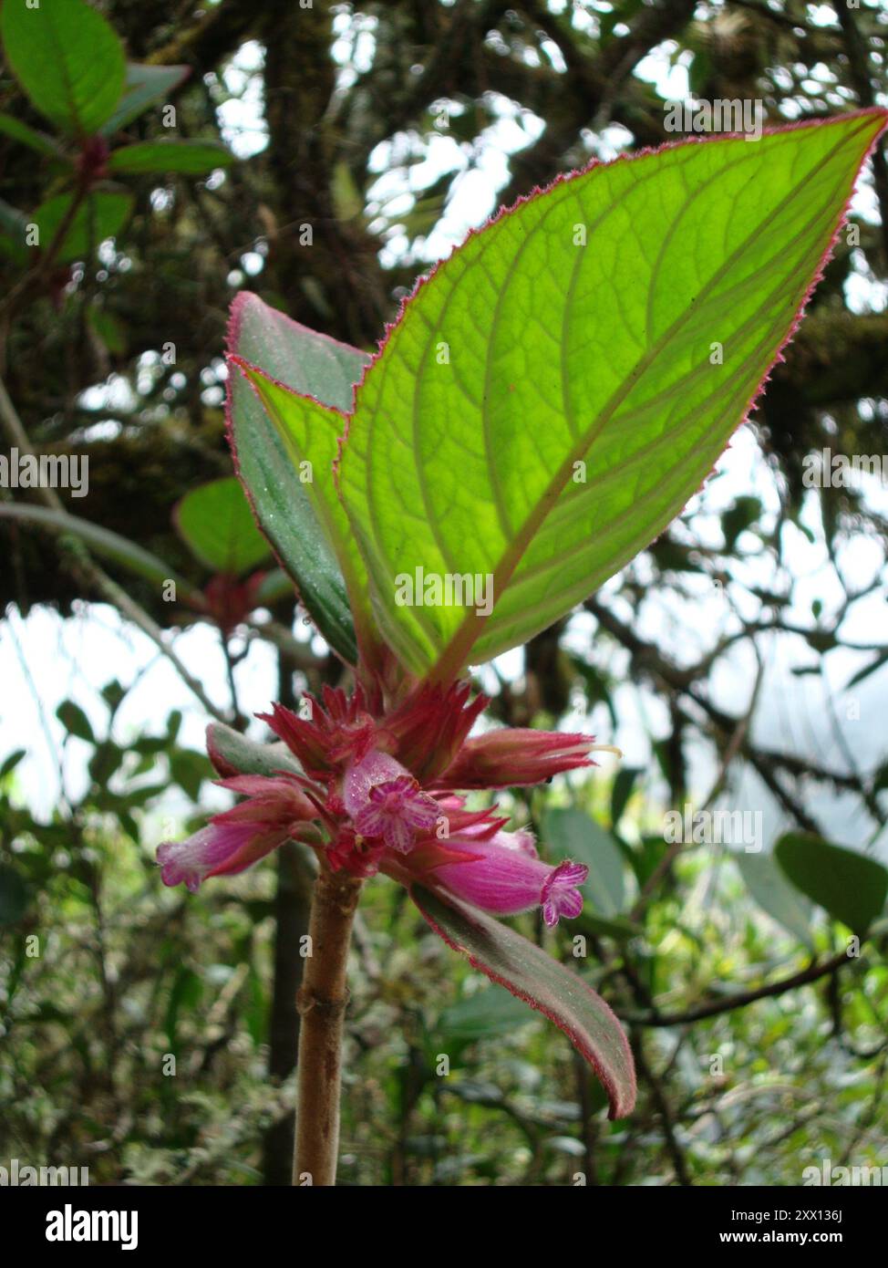 (Columnea machupicchuensis) Plantae Stock Photo - Alamy