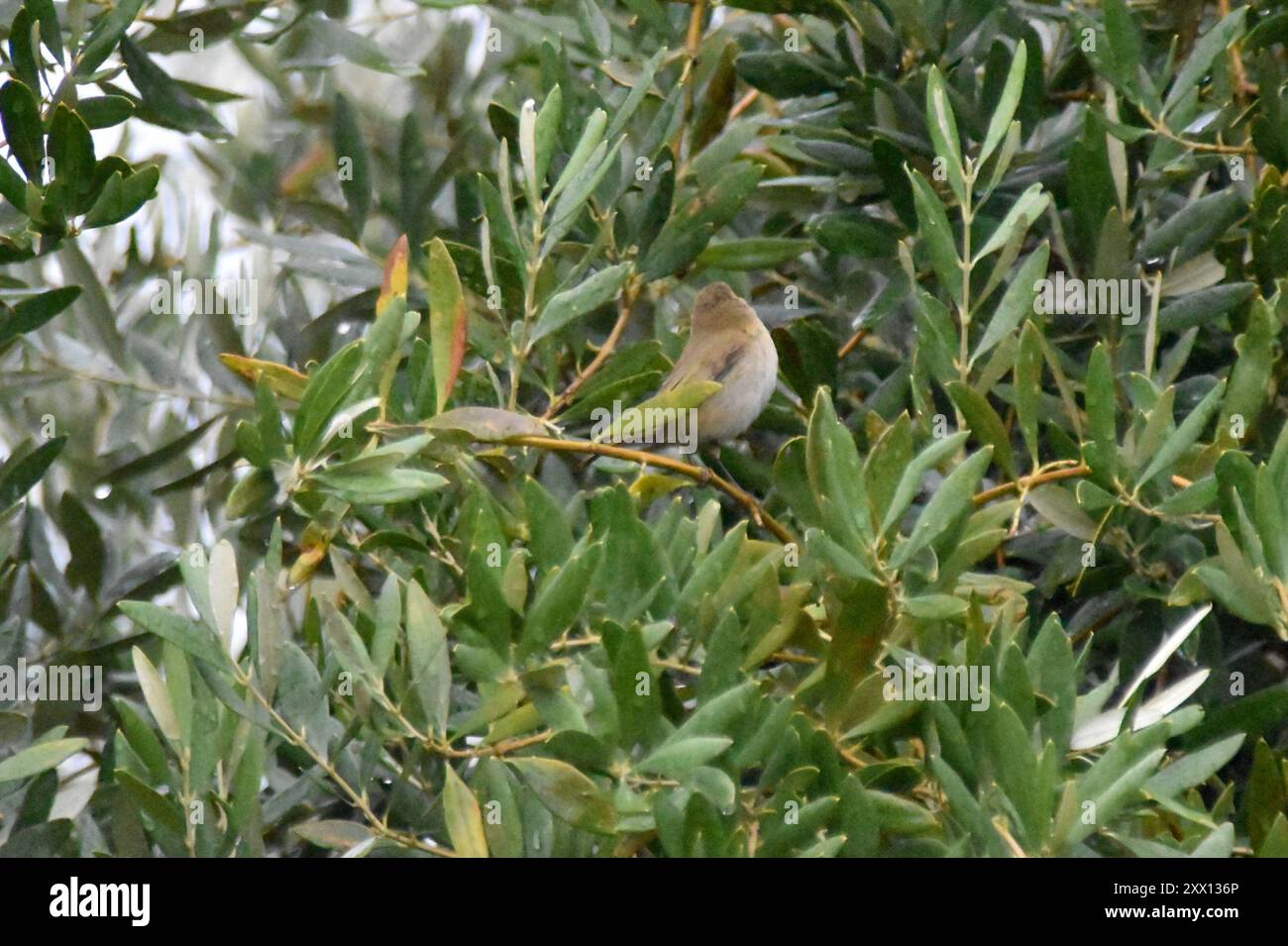 Common Chiffchaff (Phylloscopus collybita) Aves Stock Photo - Alamy
