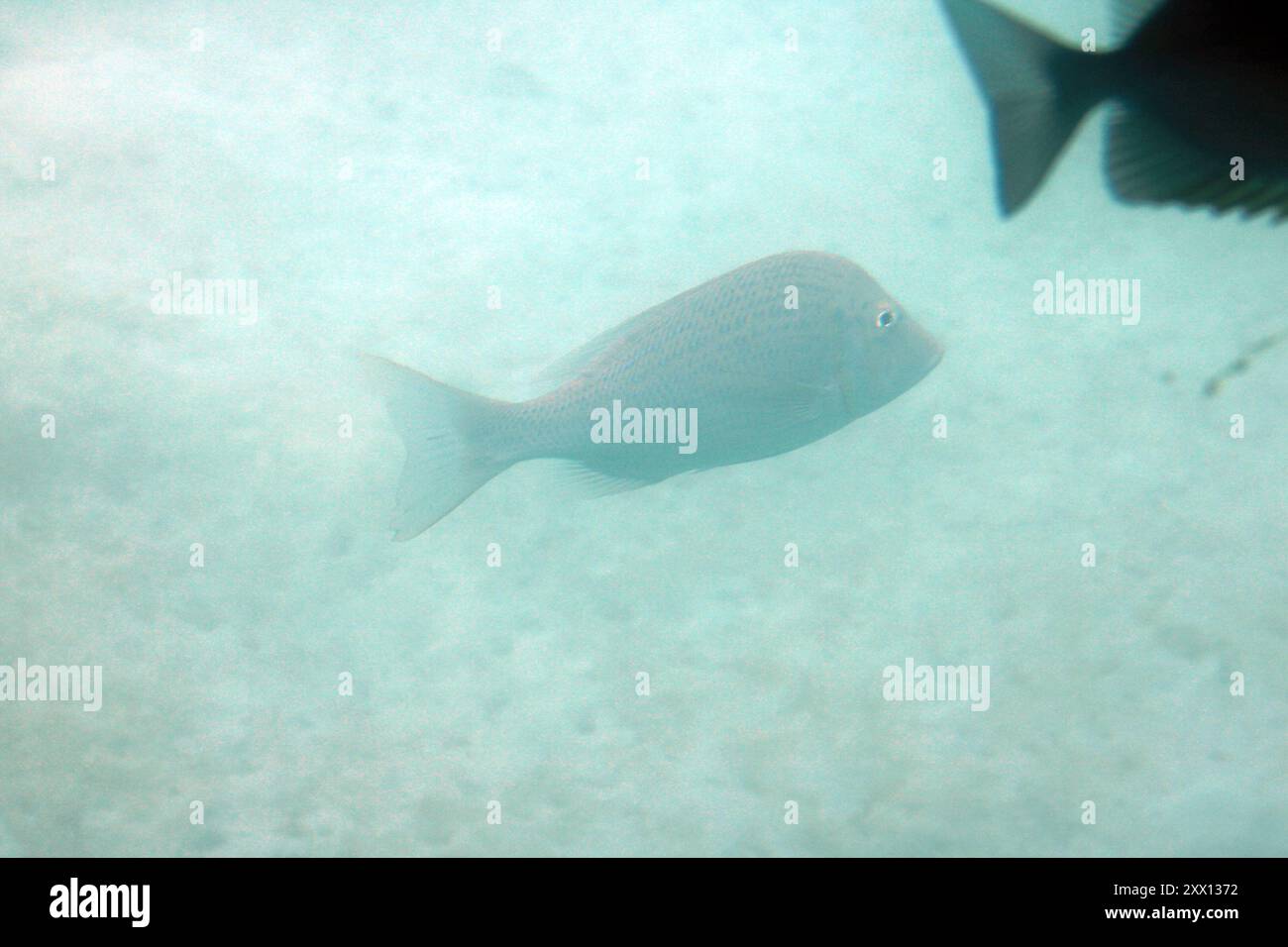 Spangled Emperor (Lethrinus nebulosus) Actinopterygii Stock Photo - Alamy