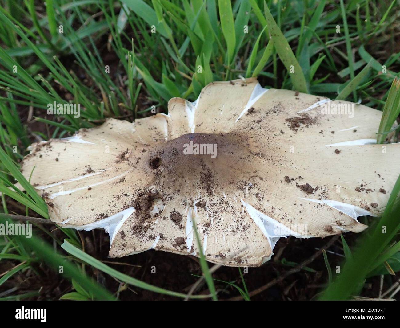 Beefsteak Termite Mushroom (Termitomyces umkowaan) Fungi Stock Photo ...
