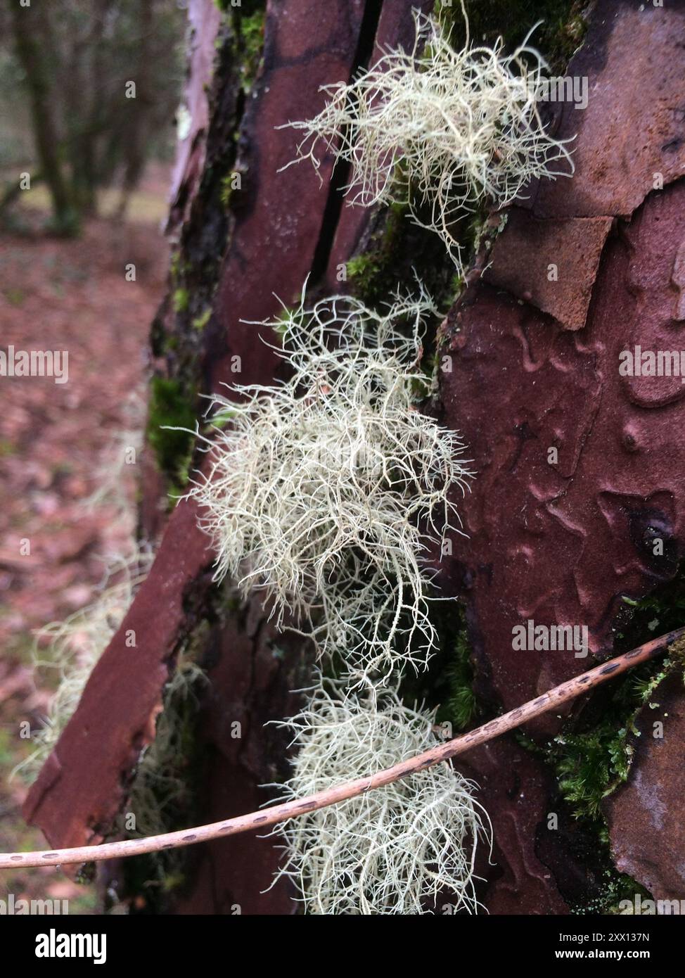 beard lichens (Usnea) Fungi Stock Photo - Alamy