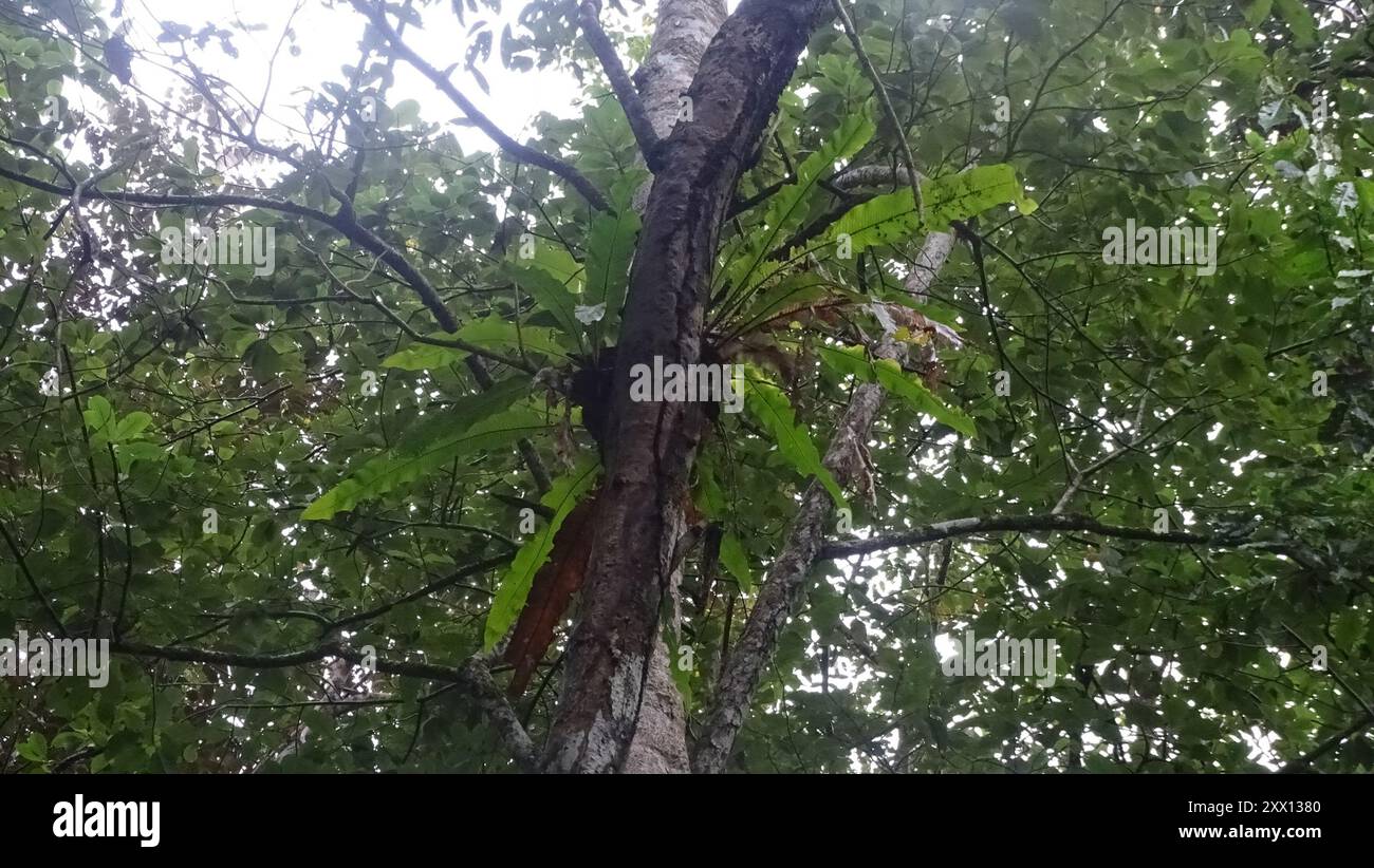 Long strapfern (Campyloneurum phyllitidis) Plantae Stock Photo - Alamy