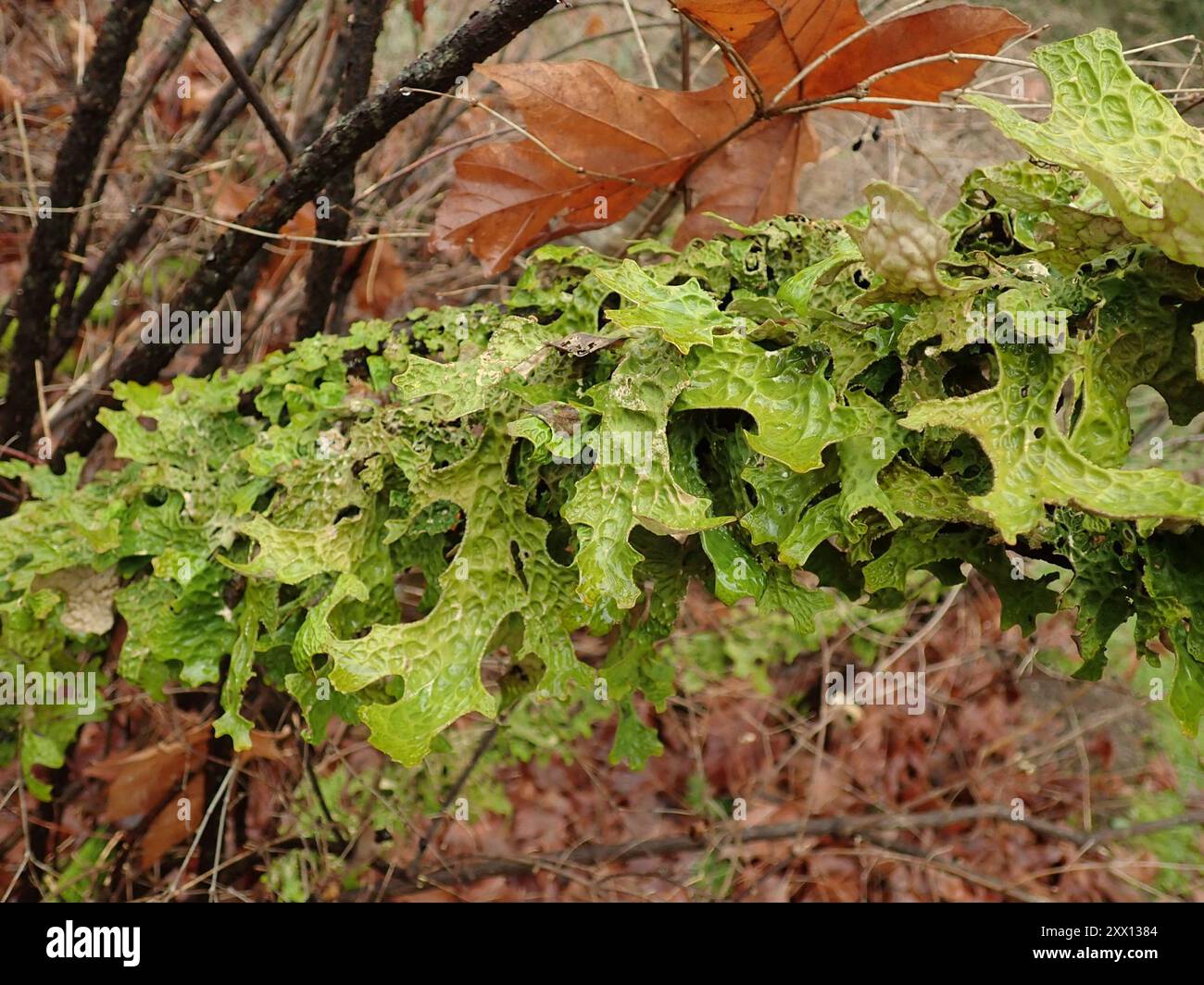 Tree Lungwort (Lobaria pulmonaria) Fungi Stock Photo - Alamy