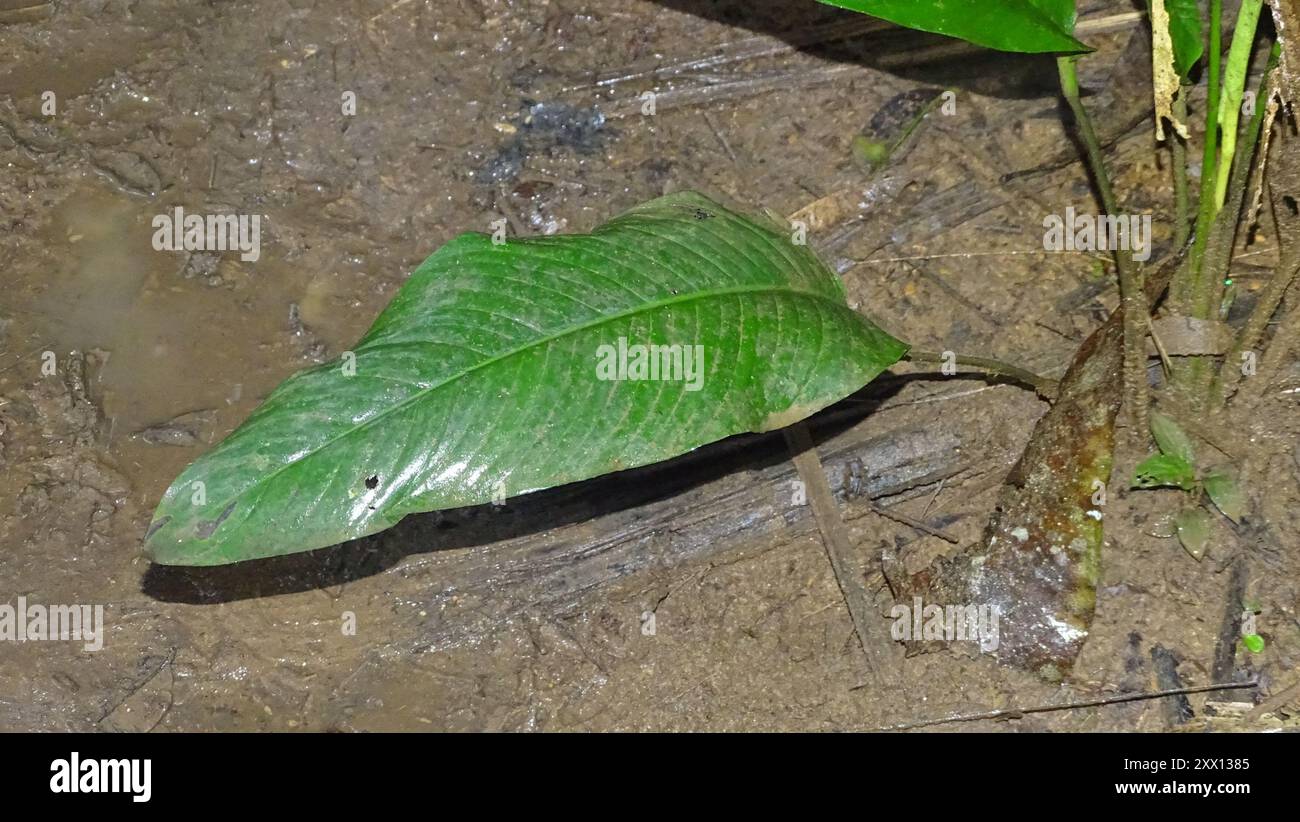 monocots (Liliopsida) Plantae Stock Photo - Alamy