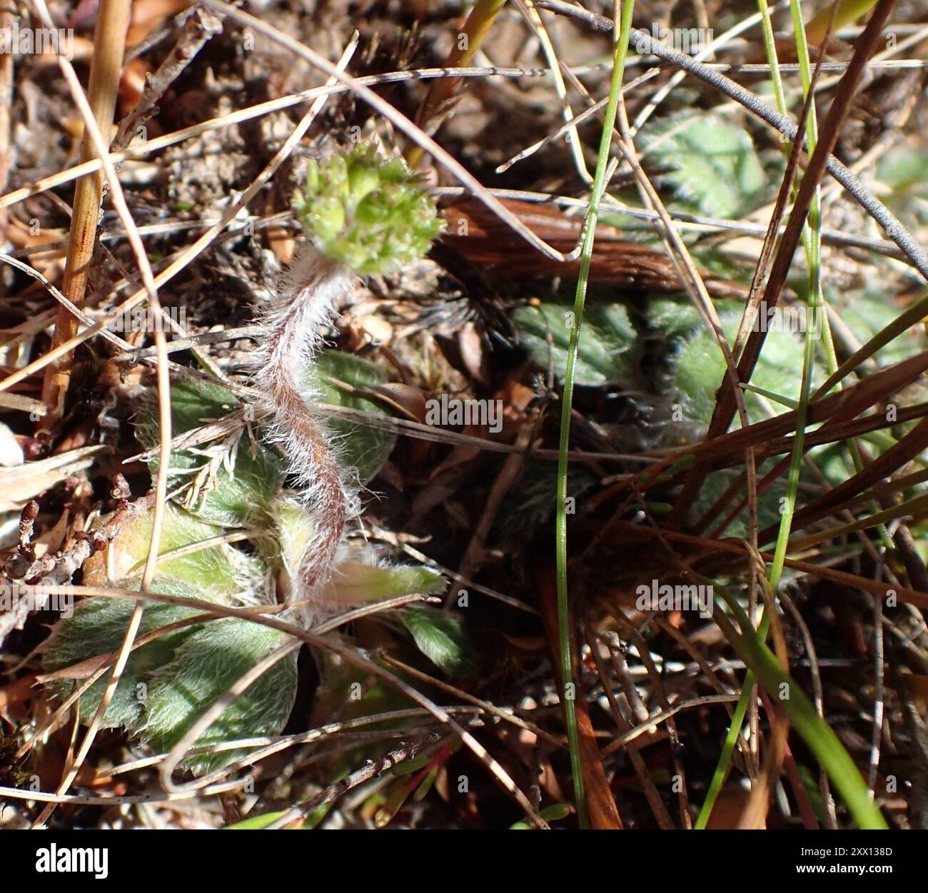 tiny flannel flower (Actinotus bellidioides) Plantae Stock Photo - Alamy