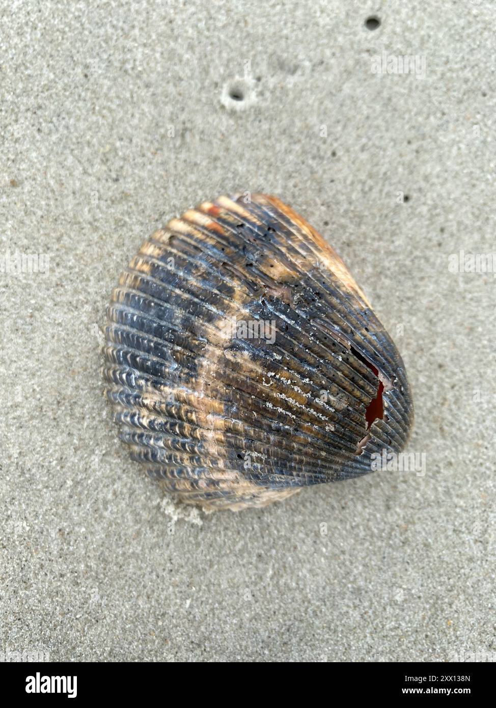 Giant Atlantic Cockle (Dinocardium robustum) Mollusca Stock Photo - Alamy