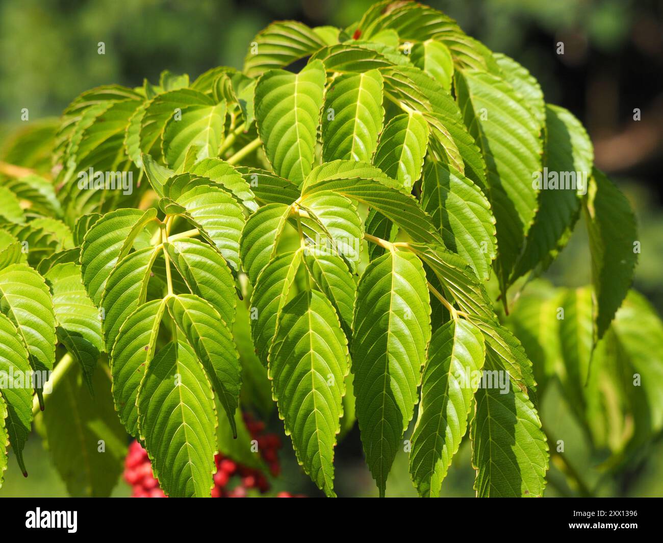 Manila Leea (Leea guineensis) Plantae Stock Photo - Alamy