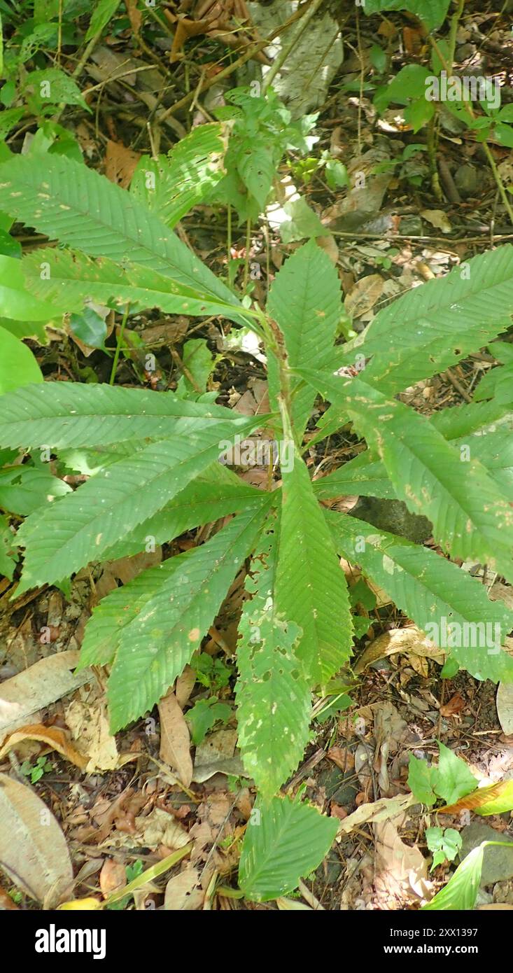 Guinea-flower family (Dilleniaceae) Plantae Stock Photo - Alamy