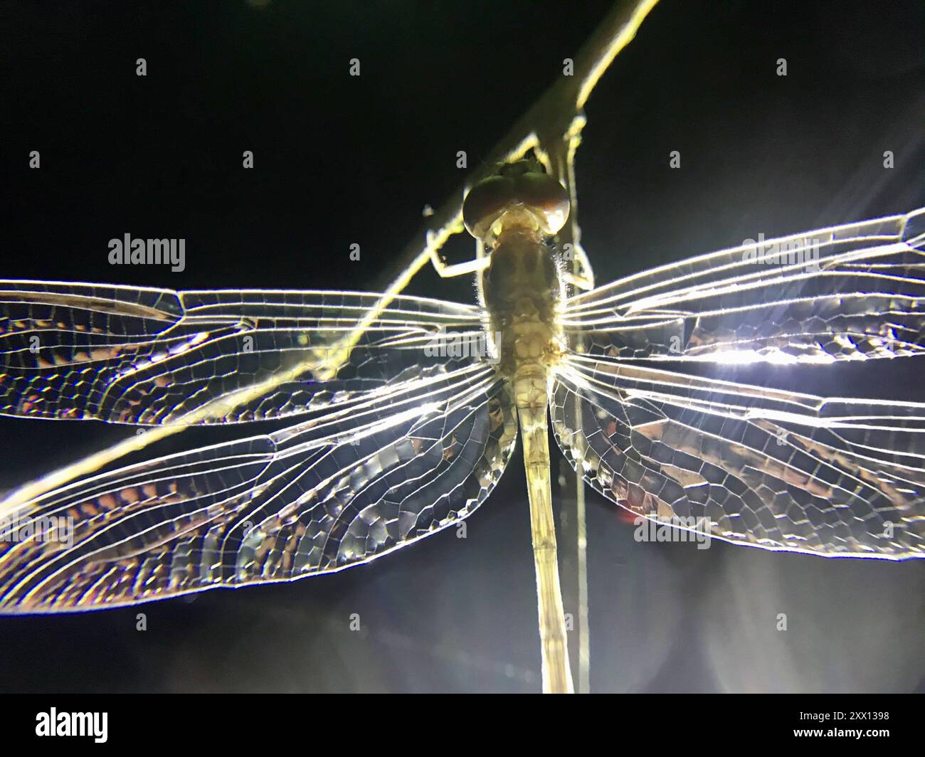 Dragonflies and Damselflies (Odonata) Insecta Stock Photo - Alamy
