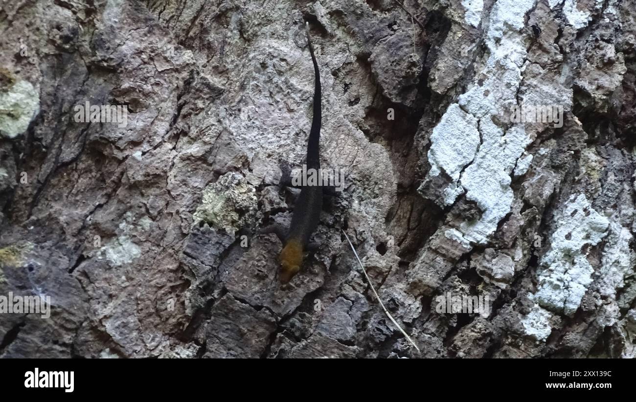 Yellow-headed Gecko (Gonatodes albogularis) Reptilia Stock Photo - Alamy