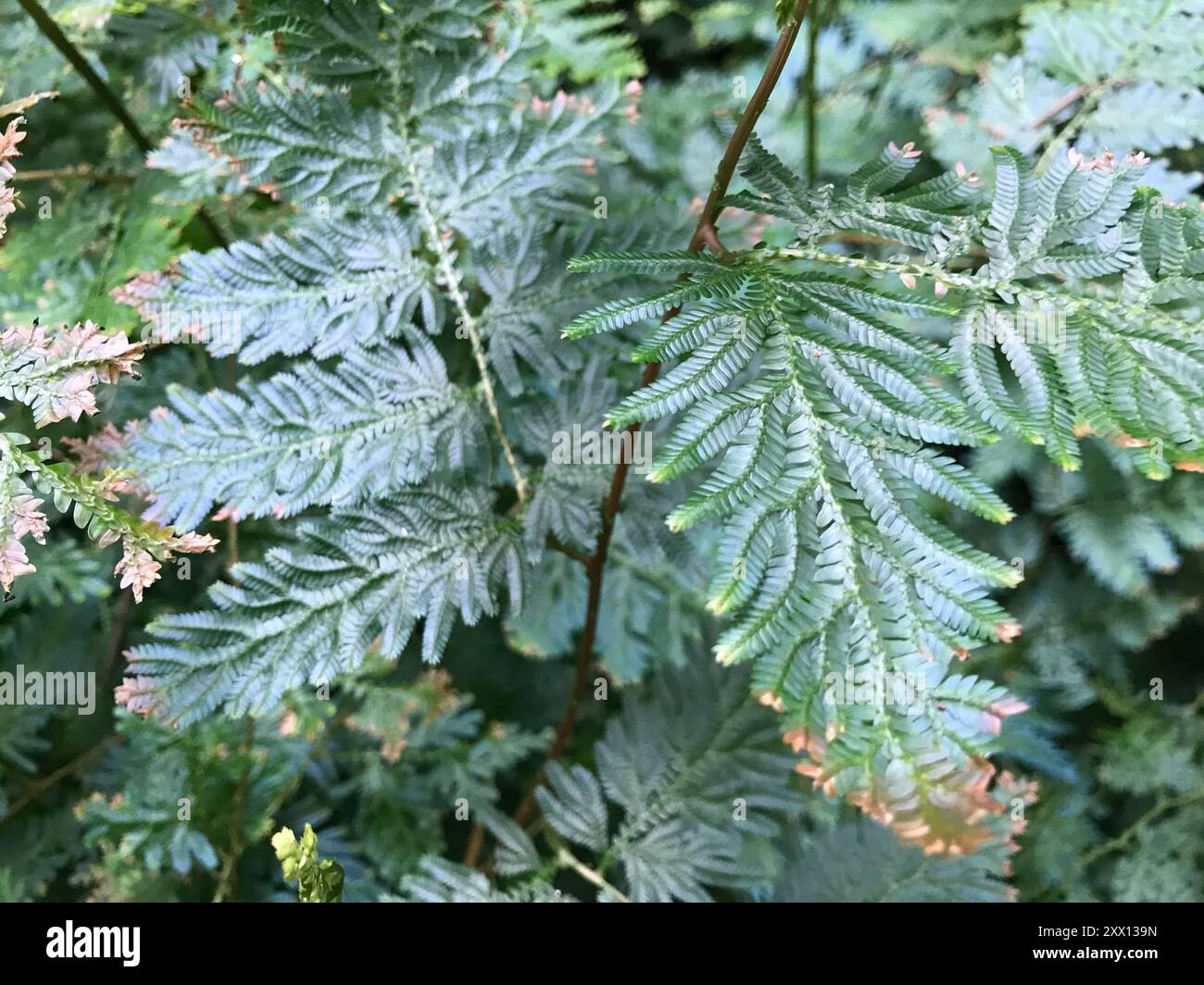 spikemosses (Selaginella) Plantae Stock Photo - Alamy