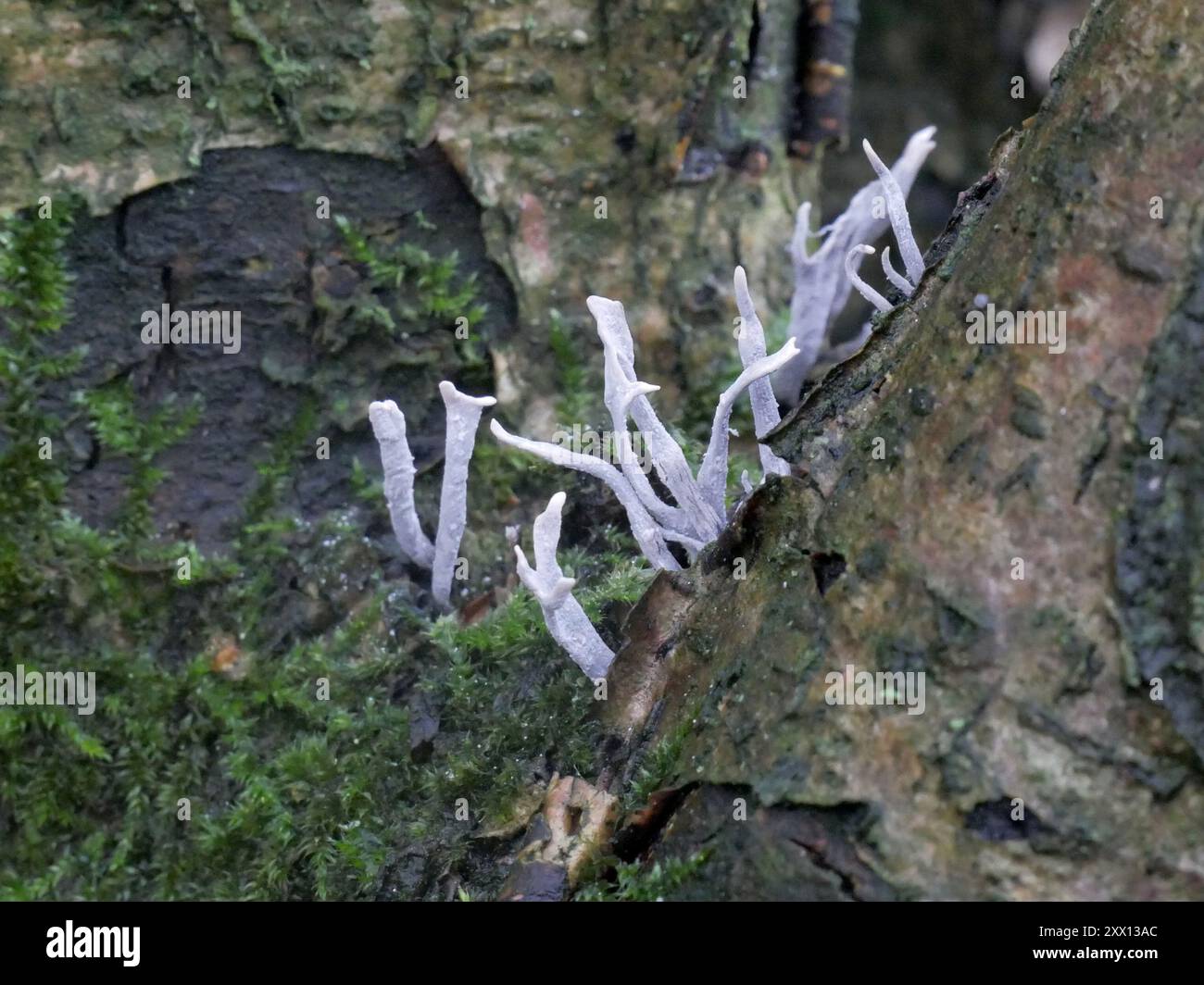 Candlesnuff Fungus (Xylaria hypoxylon) Fungi Stock Photo - Alamy