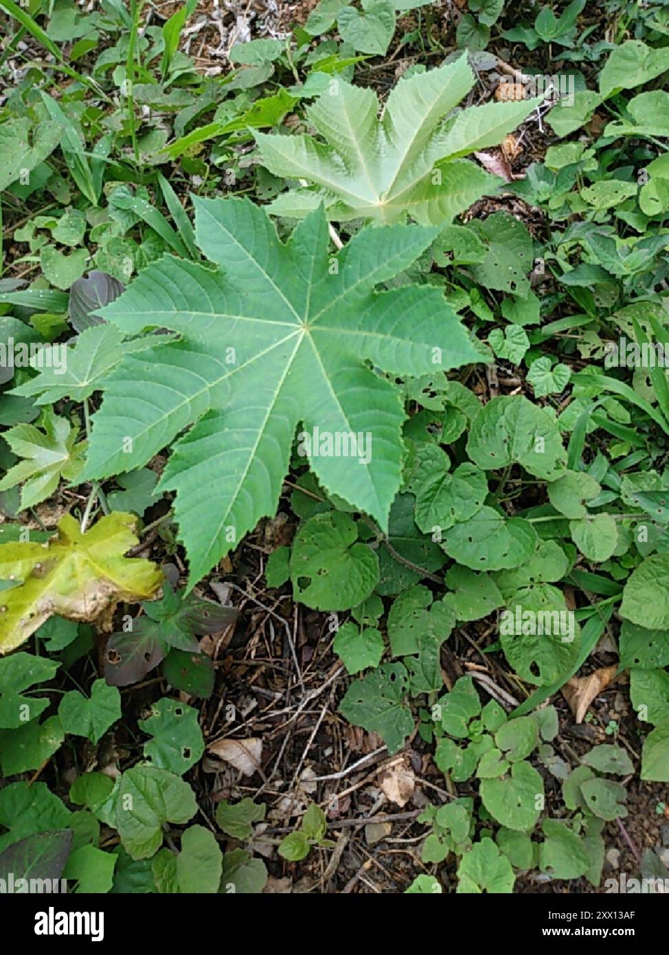 castor bean (Ricinus communis) Plantae Stock Photo - Alamy