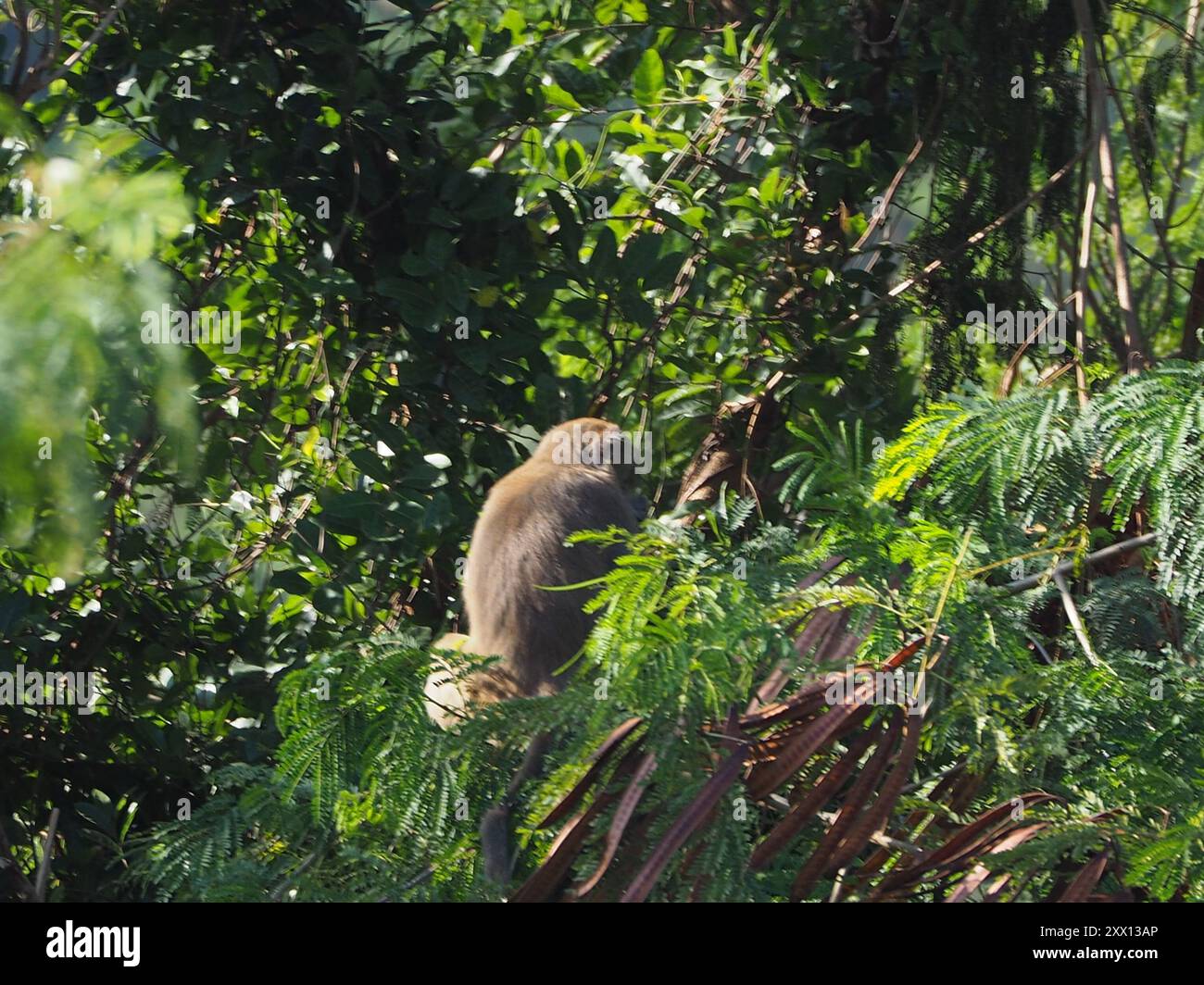 Formosan Rock Macaque (Macaca cyclopis) Mammalia Stock Photo - Alamy