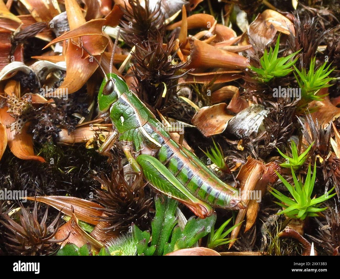 Tassie hopper hi-res stock photography and images - Alamy