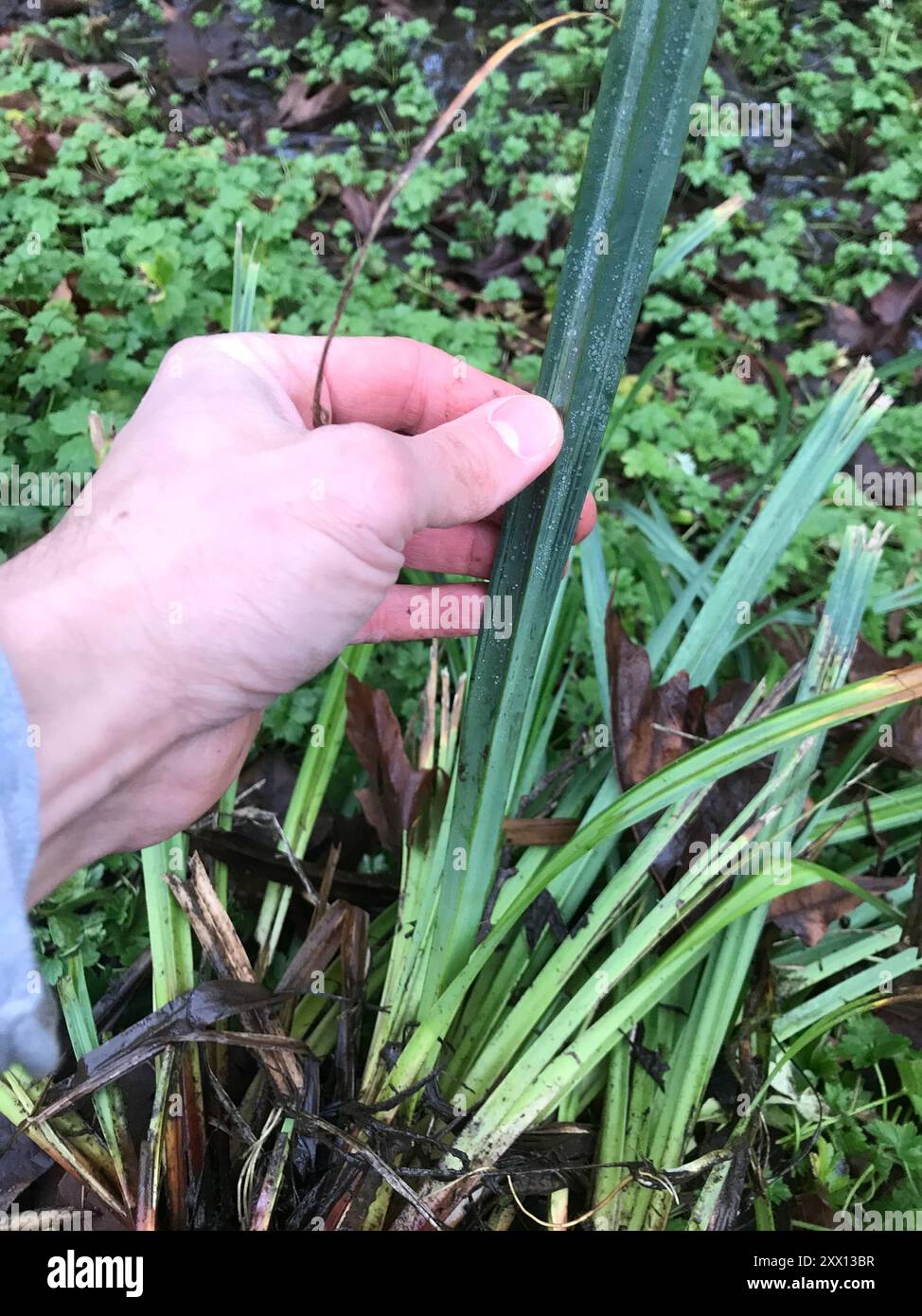 Hanging sedge (Carex pendula) Plantae Stock Photo - Alamy