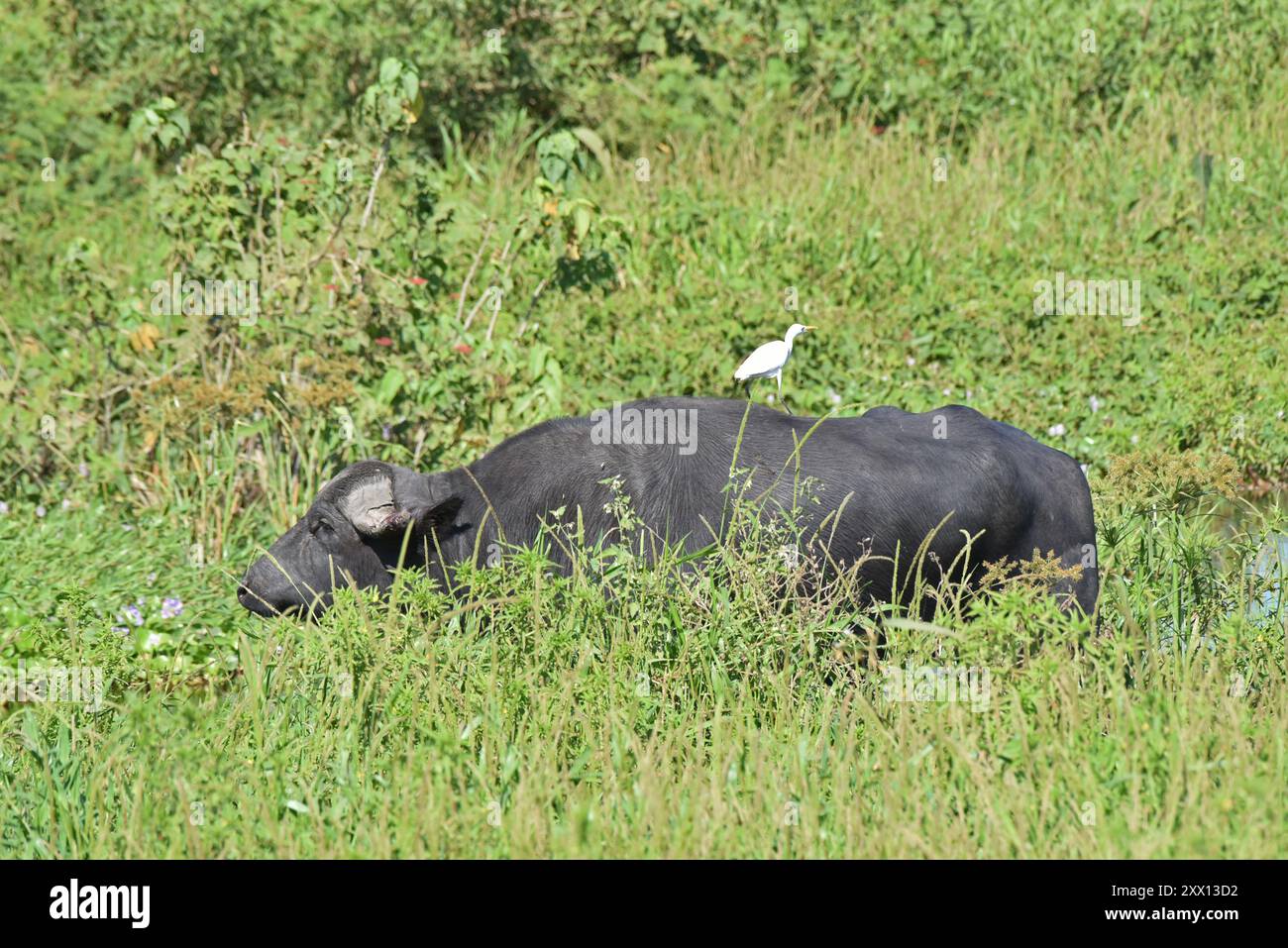Wild buffalo grazing in riverbed vegetation in the Pantanal (Brazil ...