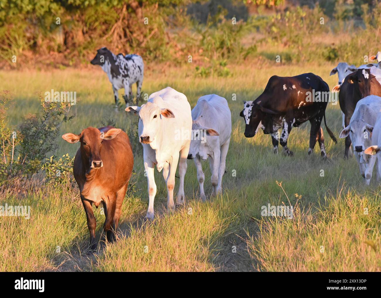 Brahman cattle in the southern Pantanal, Brazil Stock Photo - Alamy